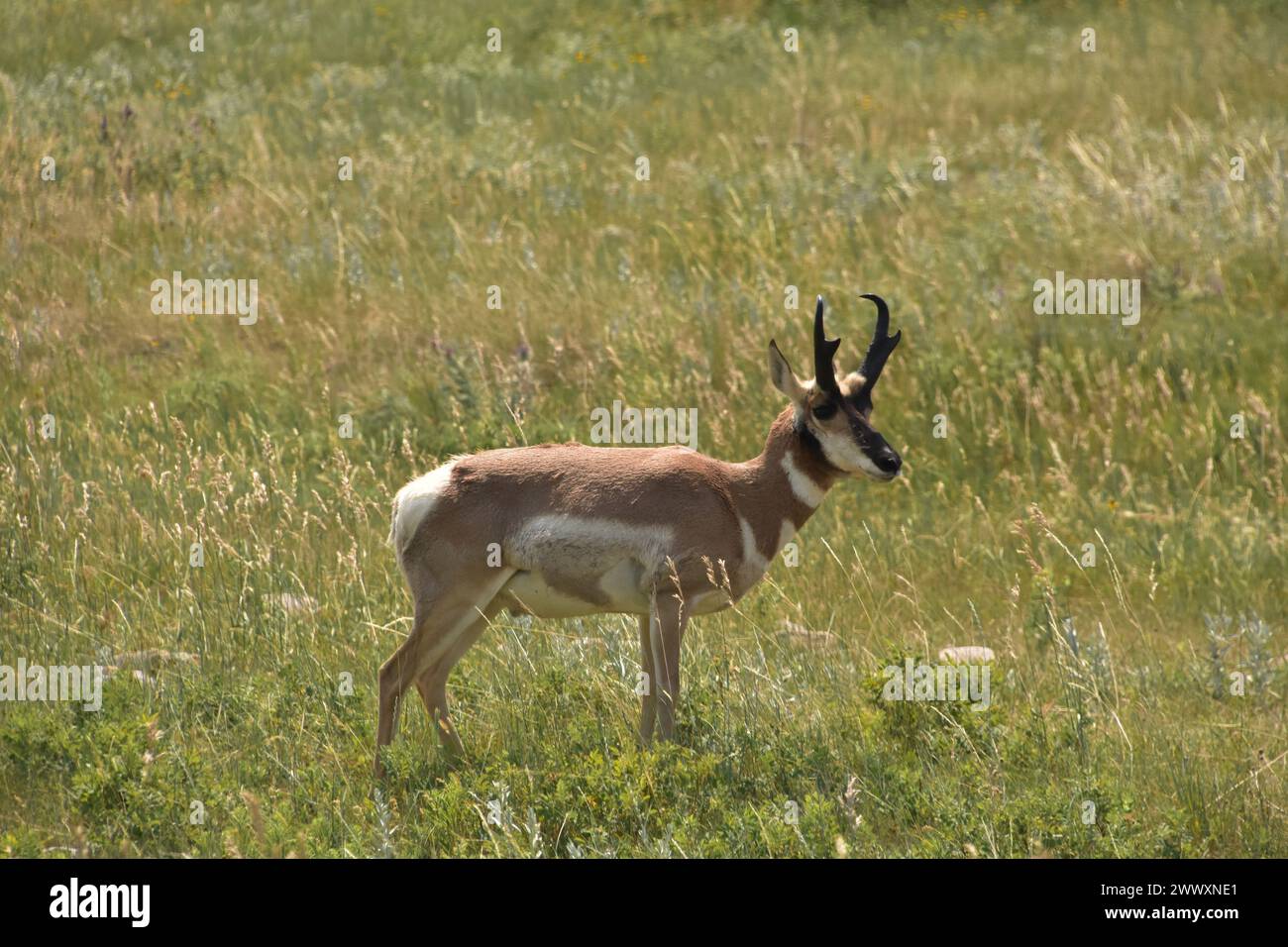 Pronghorn antelope standing on hi-res stock photography and images - Alamy