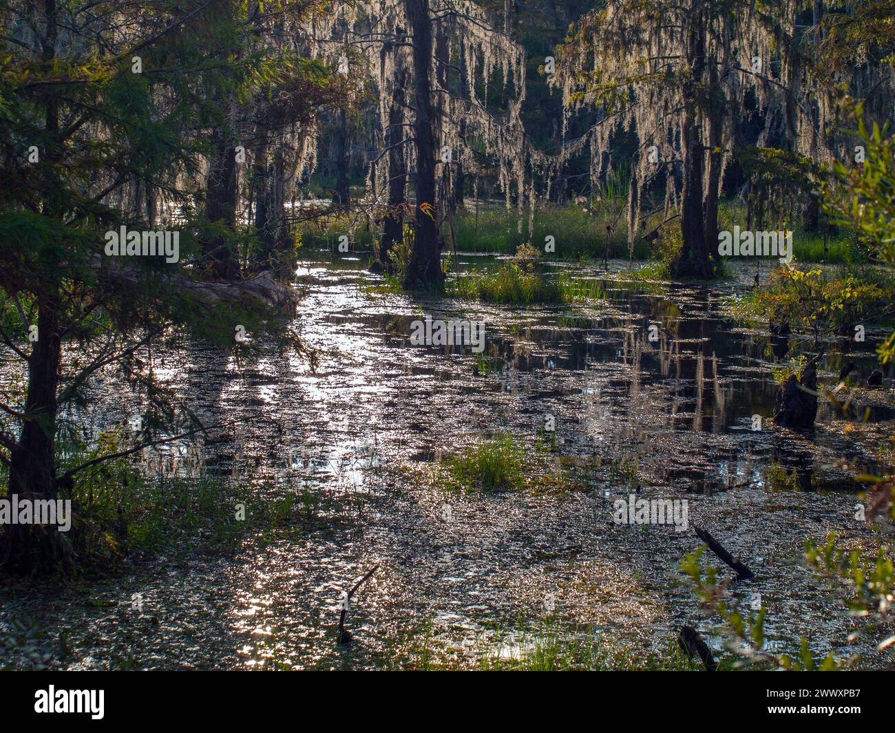 Louisiana bayou sunset hi-res stock photography and images - Alamy