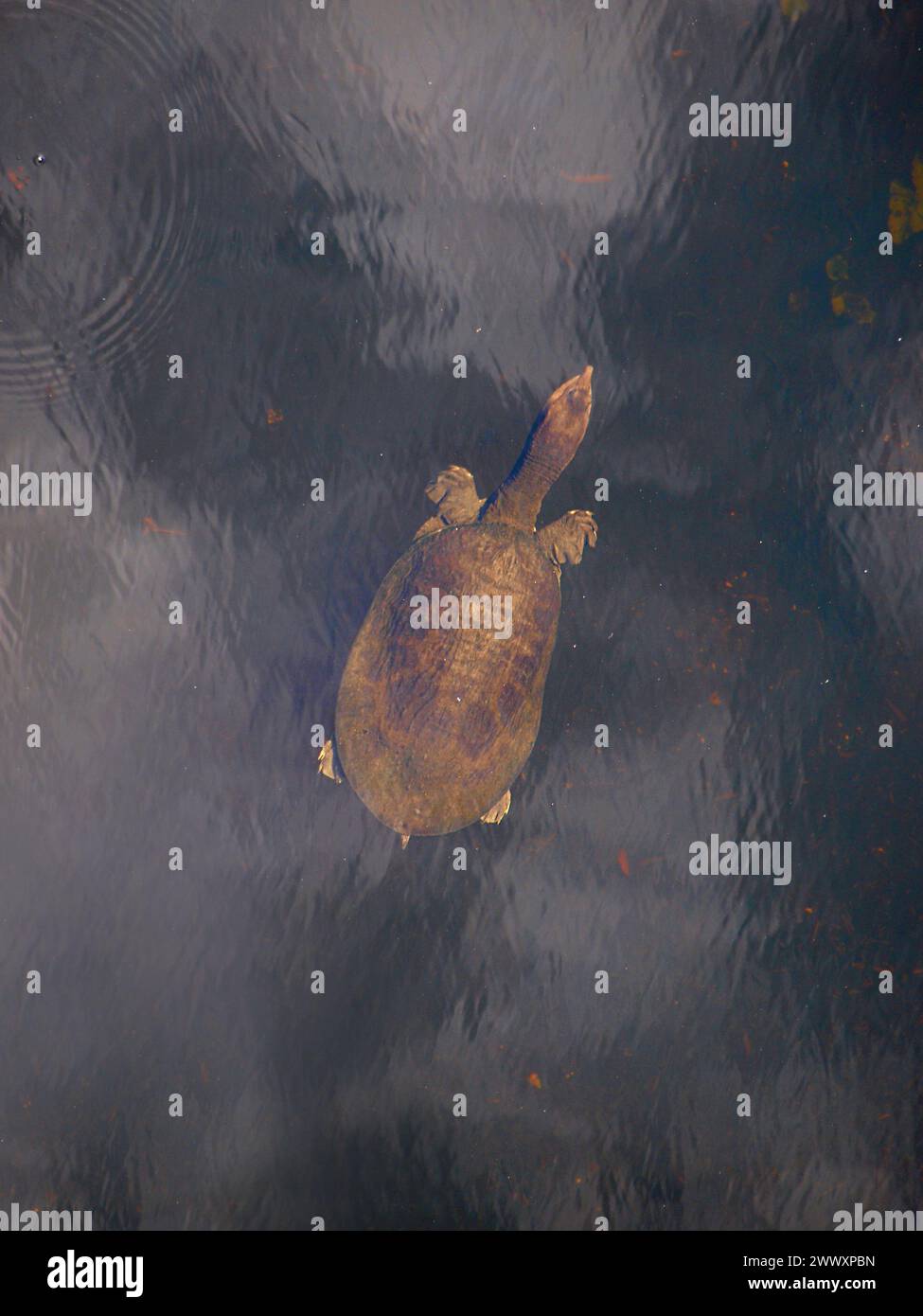 Florida softshell turtle swimming in a waterhole of the Everglades ...