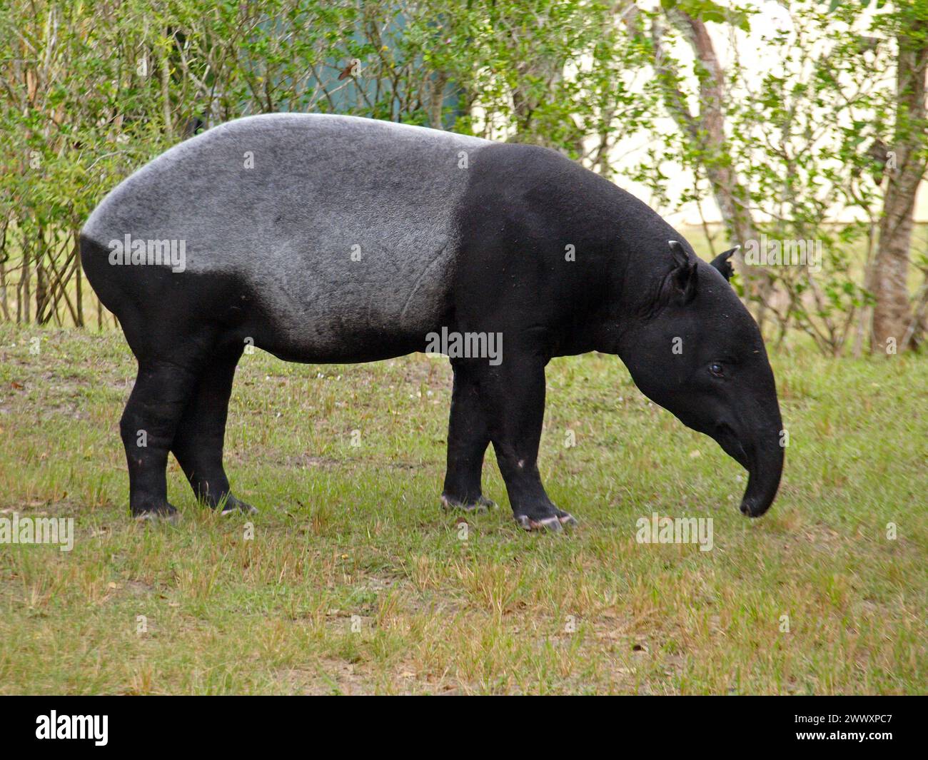 Malayan Tapir (Tapirus indicus). Also known as Asian Tapir or Black-and ...