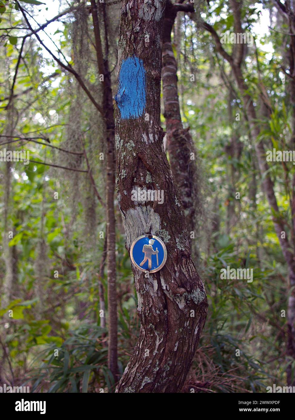 Blue trail blaze in a forest of northern Florida. Hiking marks Stock ...