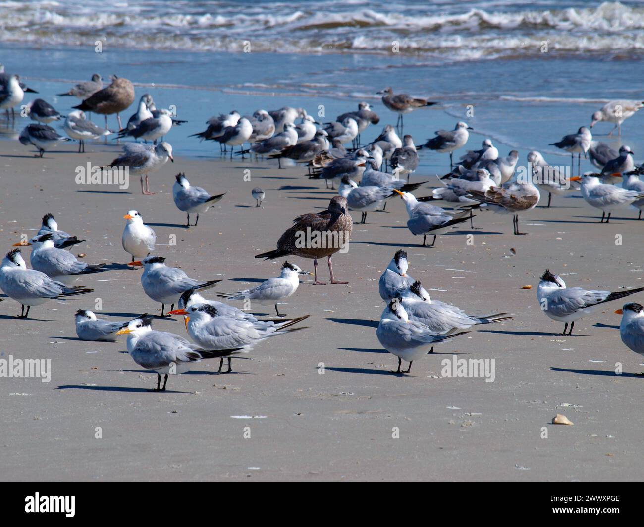 Royal terns and sea gulls in Conch Island Stock Photo - Alamy
