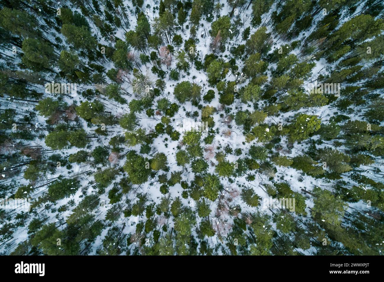 Aerial top down view winter forest evergreen trees on the snow. Amazing ...