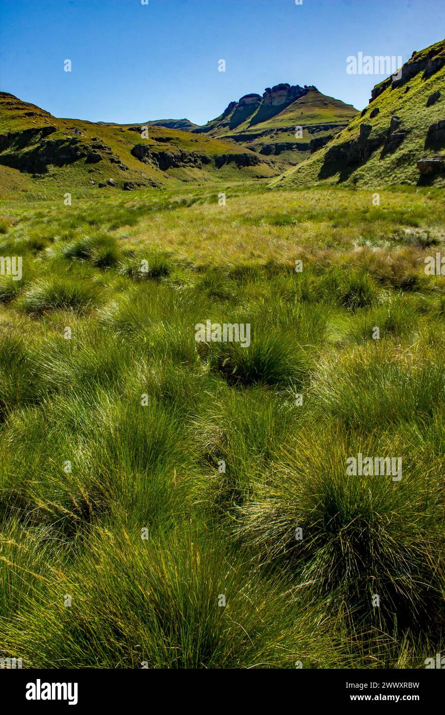 Clumps of bright green grasses growing in a small drainage line in the ...
