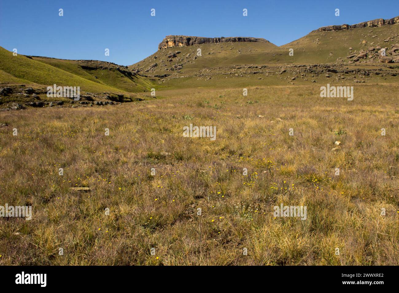 Afroalpine grasslands hi-res stock photography and images - Alamy