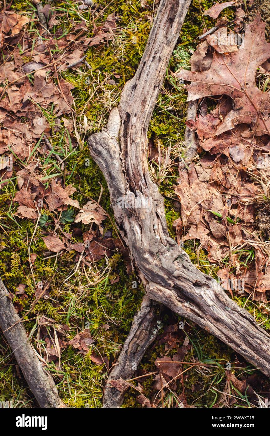 The roots of the tree dig into the ground. Forest texture Stock Photo ...
