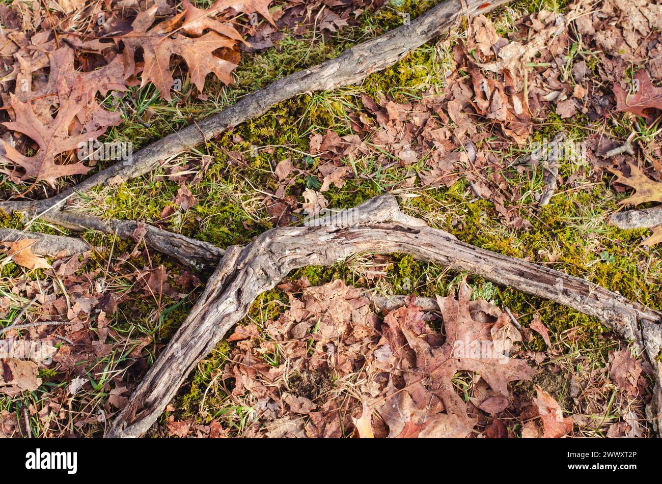 The roots of the tree dig into the ground. Forest texture Stock Photo ...
