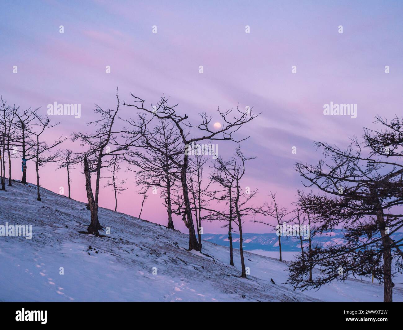 Tree silhouettes against the purple sky and full moon in dusk at sunset ...