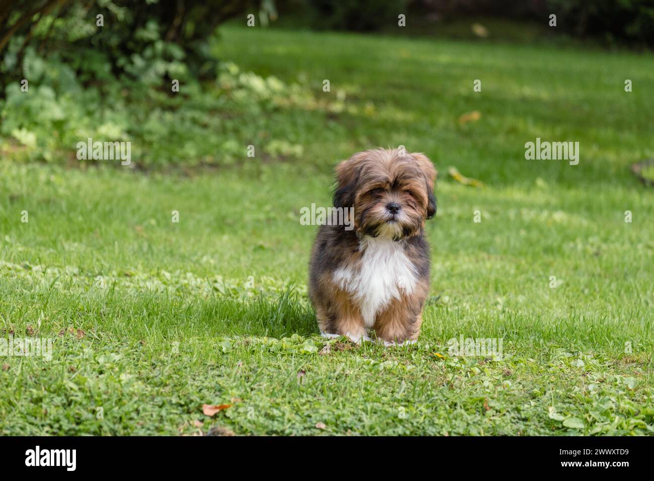 A solitary brown puppy sits alertly on green grass, its expectant eyes ...