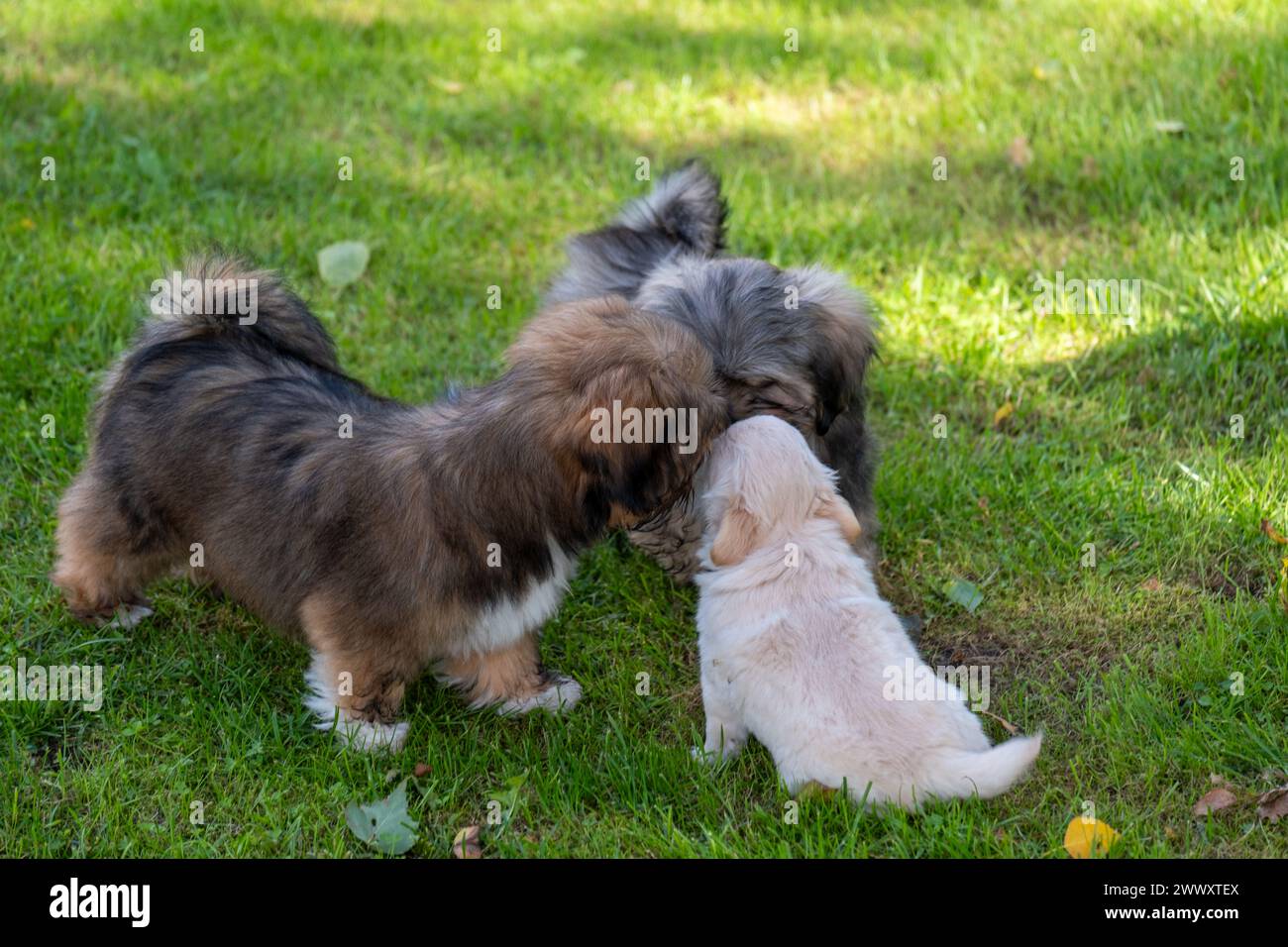 A cute and adorable family of fluffy puppies, and happily coexisting ...