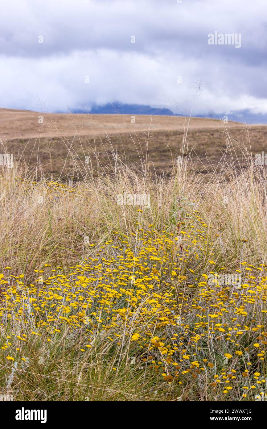 Bright yellow wildflowers in full bloom among the grasses of the ...