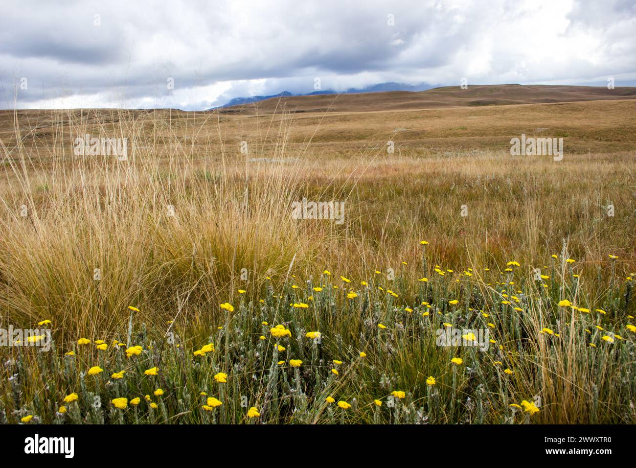 Bright yellow wildflowers in full bloom among the grasses of the ...