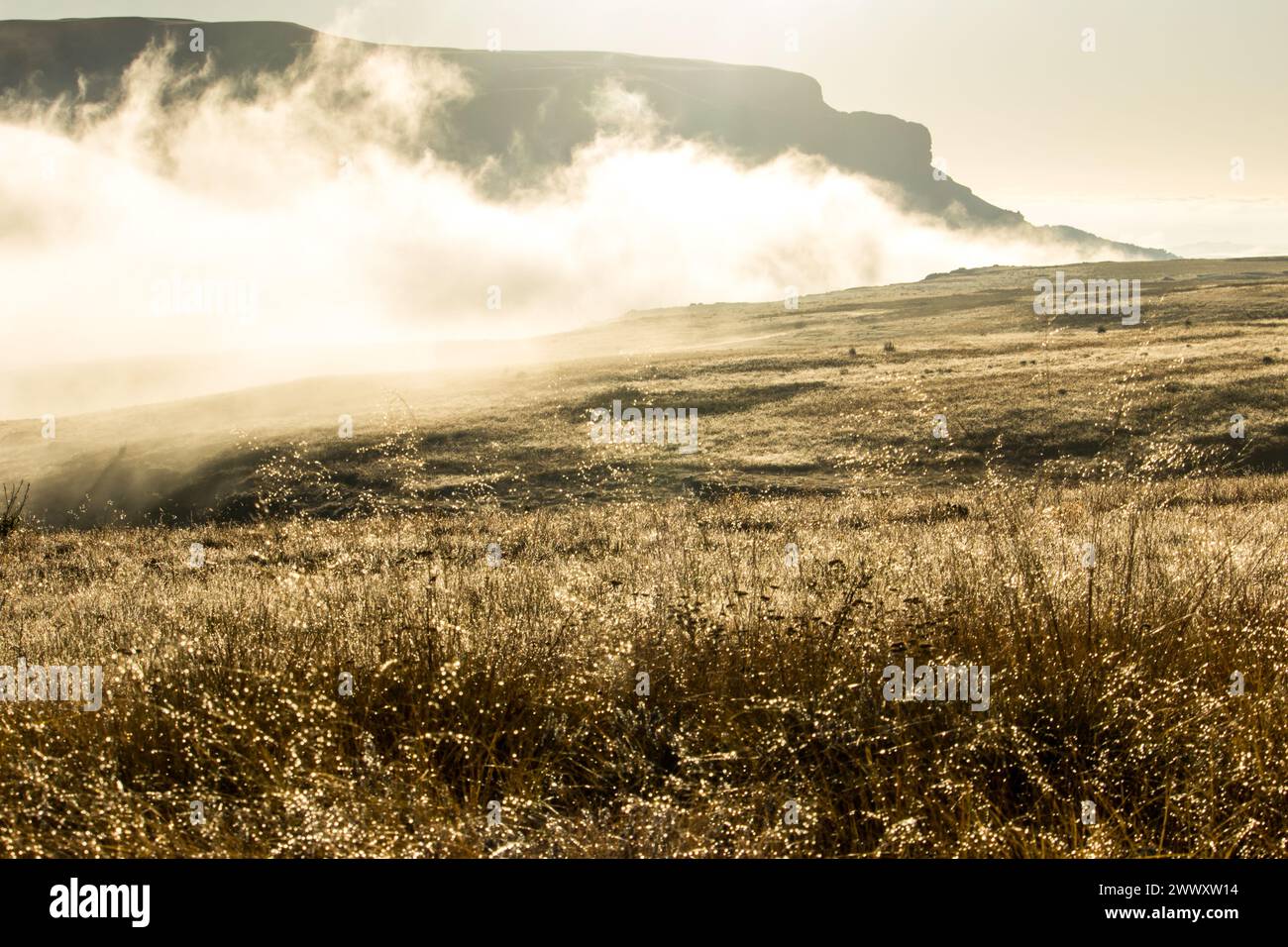 Golden sunrise over the mist covered grasslands of the high plateaus of ...