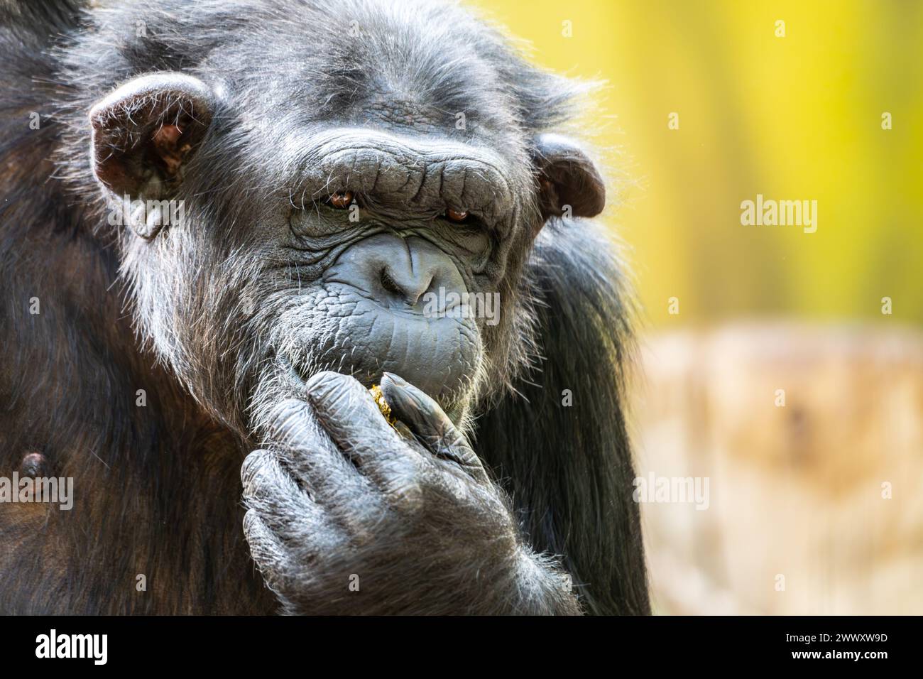 A close-up shot of a thoughtful chimpanzee in its natural habitat ...