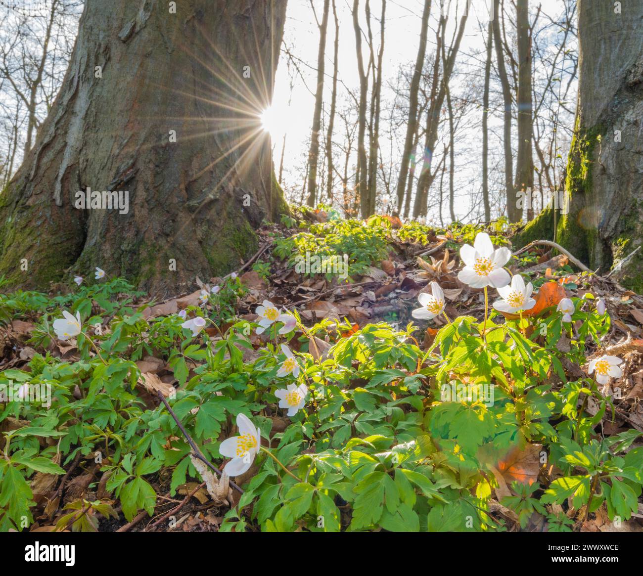 Rays of sunlight falling through the trees, wood anemone (Anemonoides ...