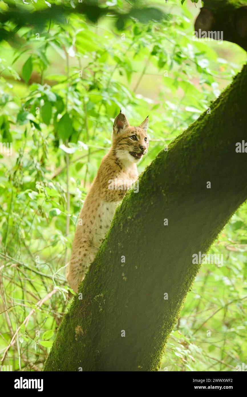 Eurasian lynx (Lynx lynx) youngster walking on a tree in a forest ...