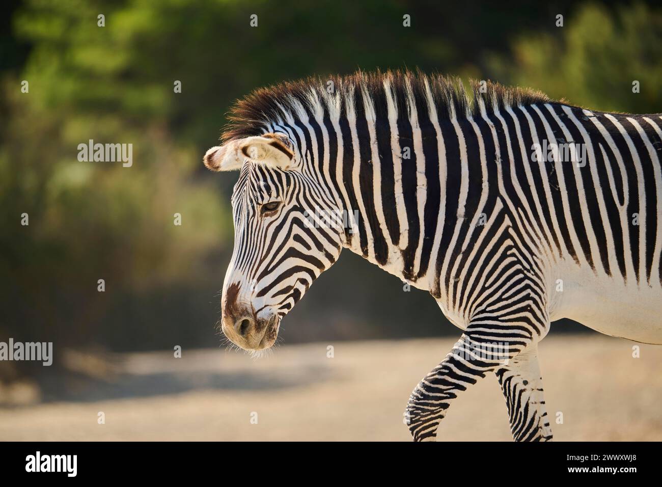 Plains zebra (Equus quagga), portrait, captive, distribution Africa ...