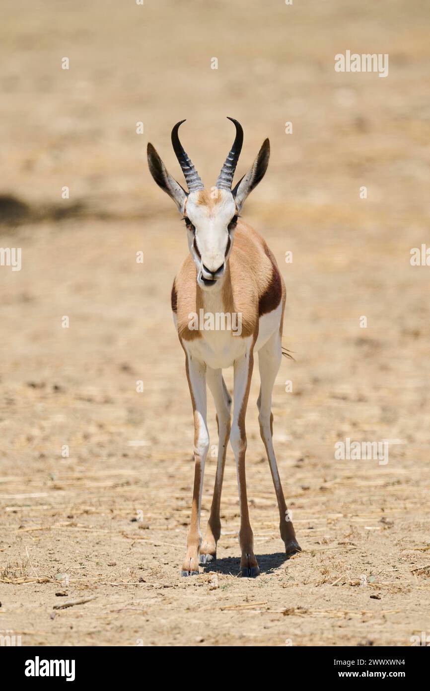 Springbok (Antidorcas marsupialis), standing in the dessert, captive ...