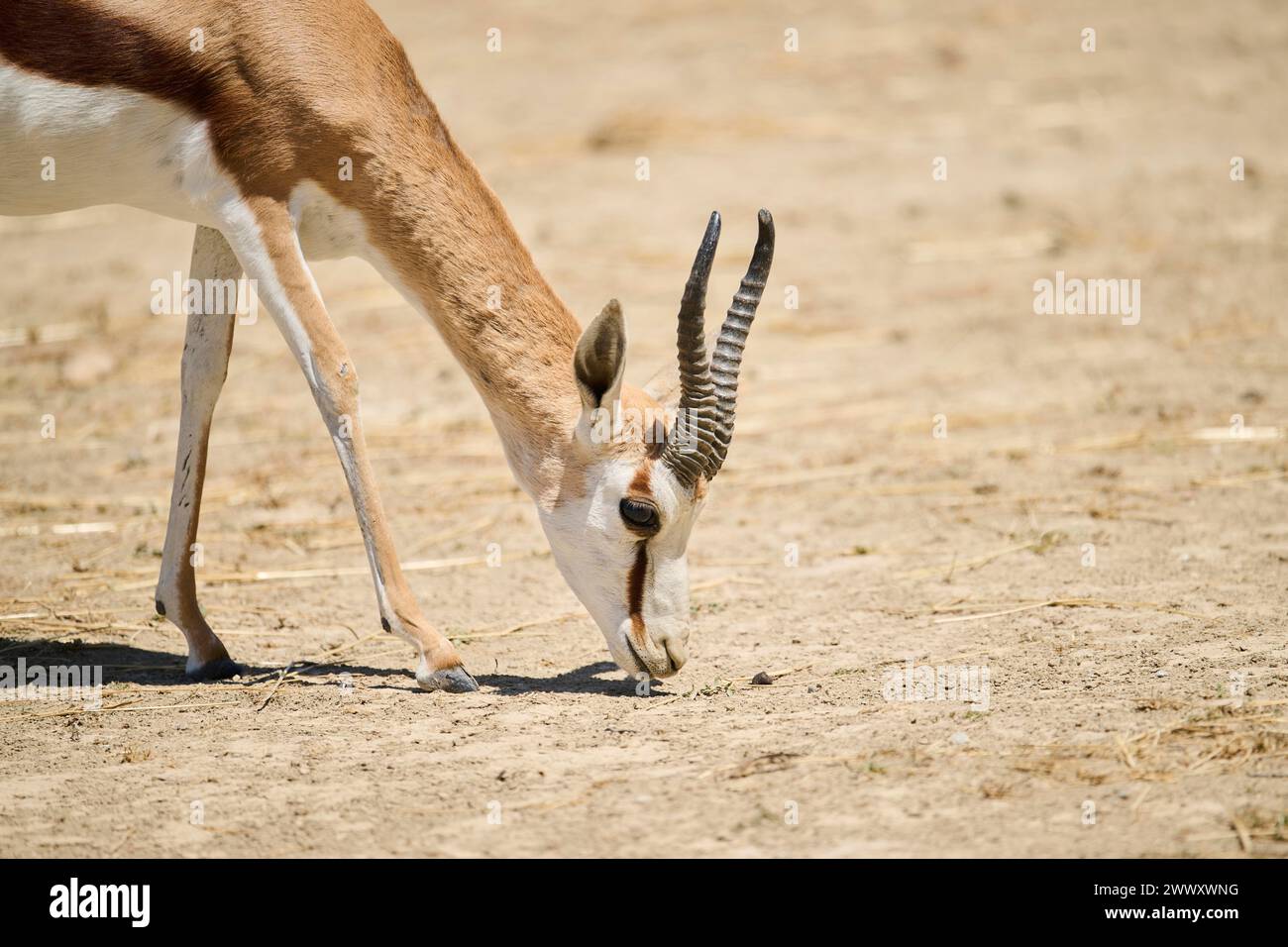 Springbok face hi-res stock photography and images - Alamy