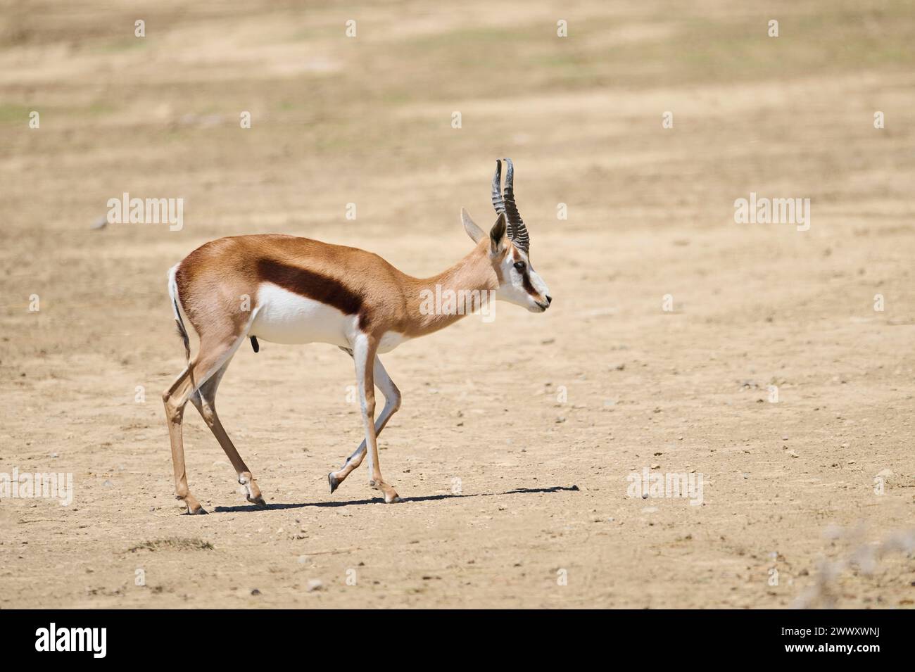 Springbok (Antidorcas marsupialis), walking through the dessert ...