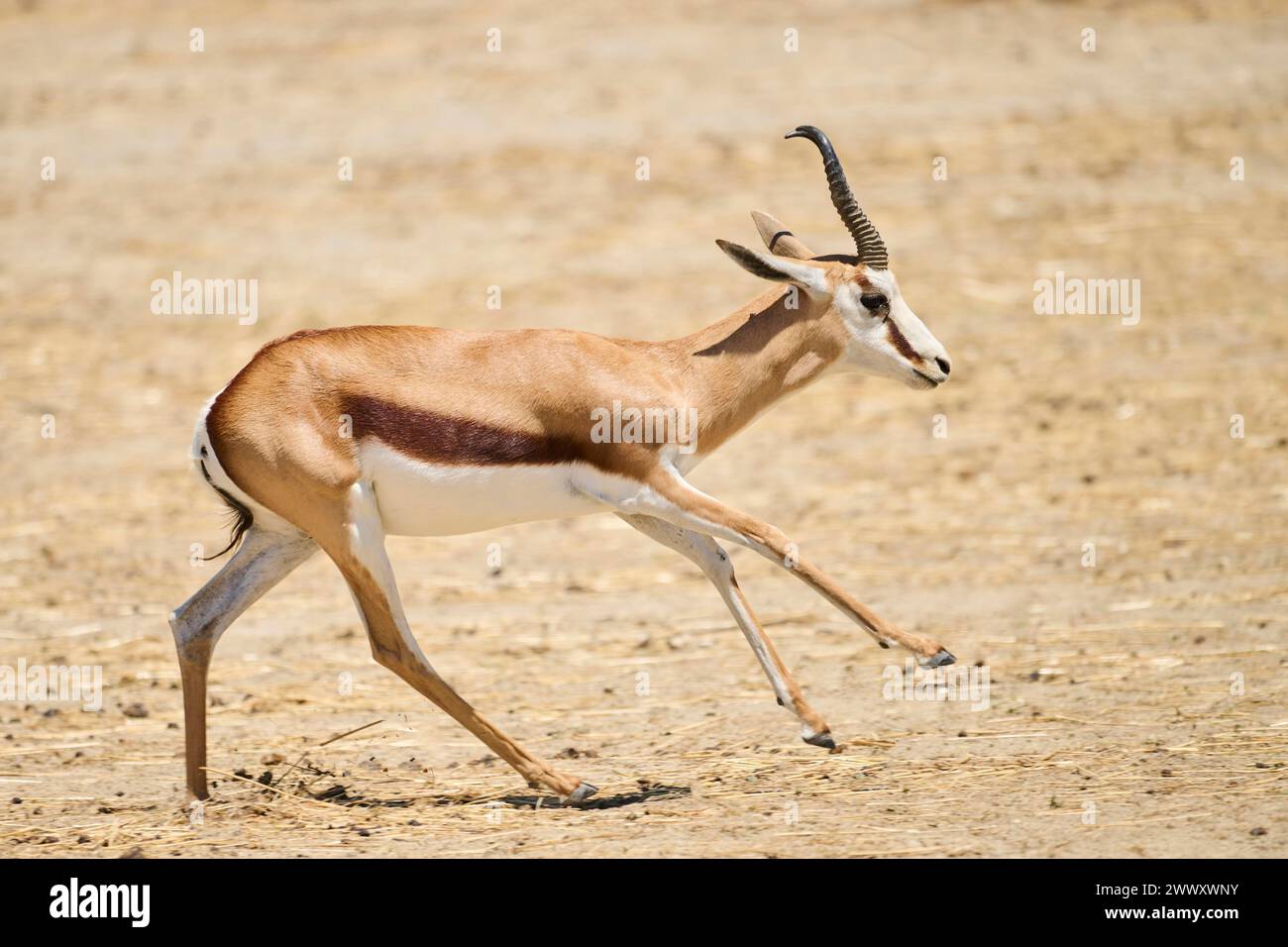 Springbok (Antidorcas marsupialis), running through the dessert ...