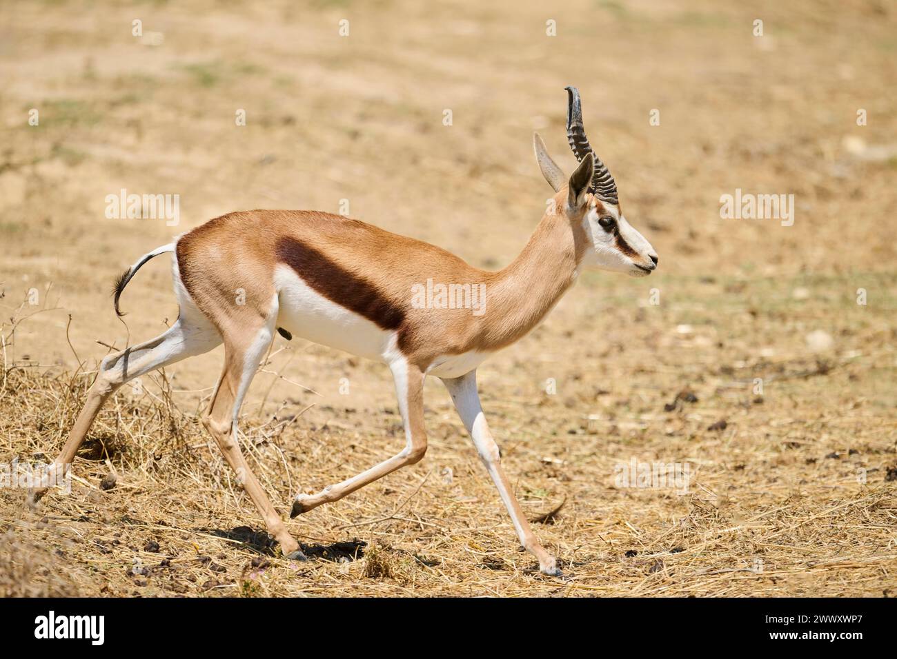 Springbok (Antidorcas marsupialis), running through the dessert ...