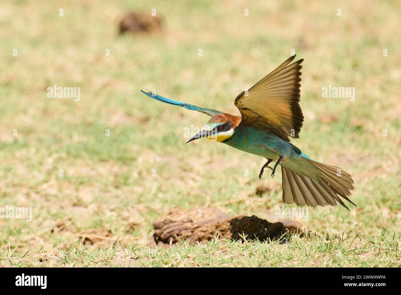 European bee-eater (Merops apiaster) landing on the ground, Spain Stock ...