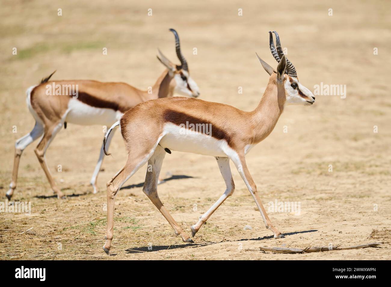 Springboks (Antidorcas marsupialis), running through the dessert ...