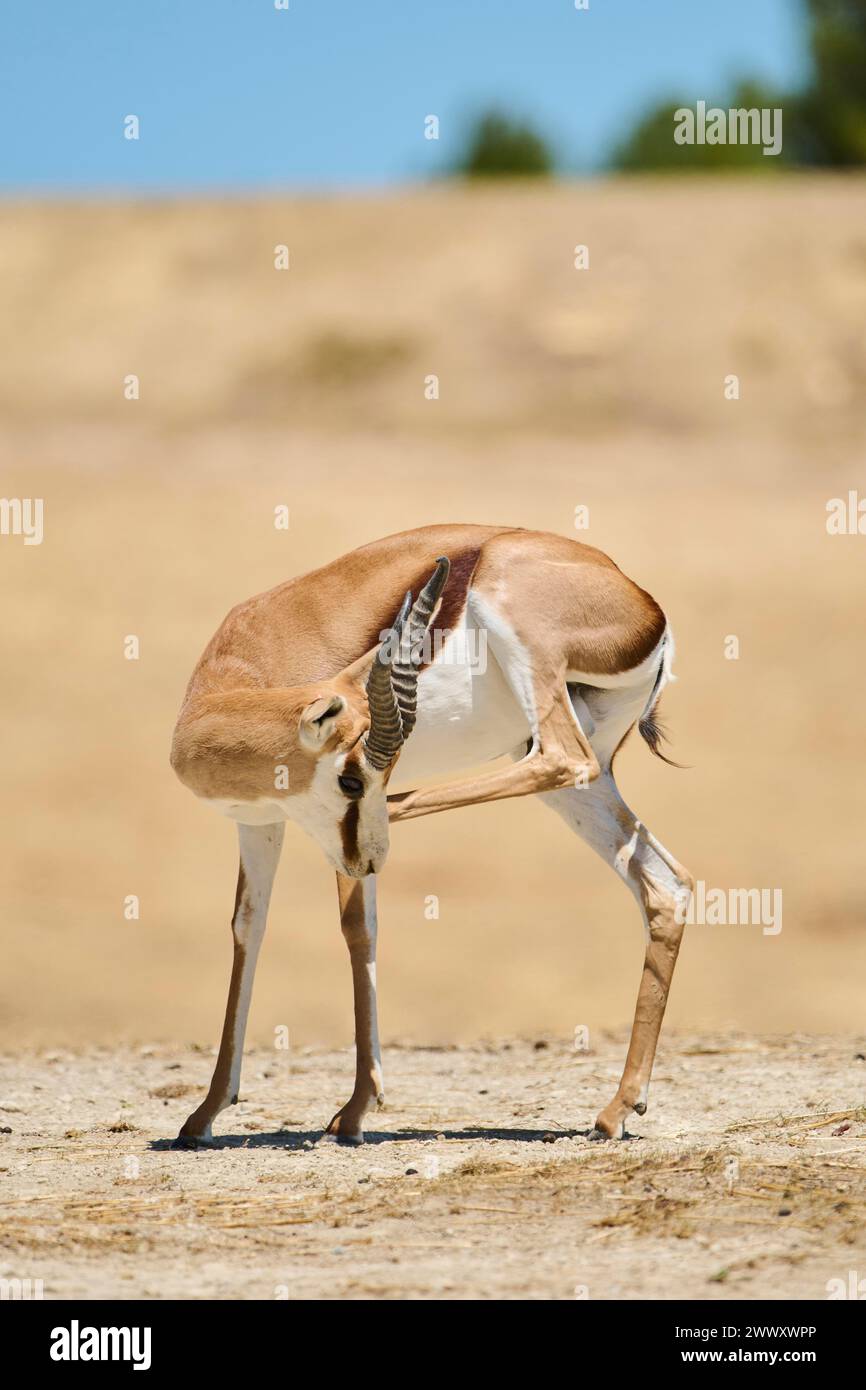 Springbok (Antidorcas marsupialis), standing in the dessert, captive ...