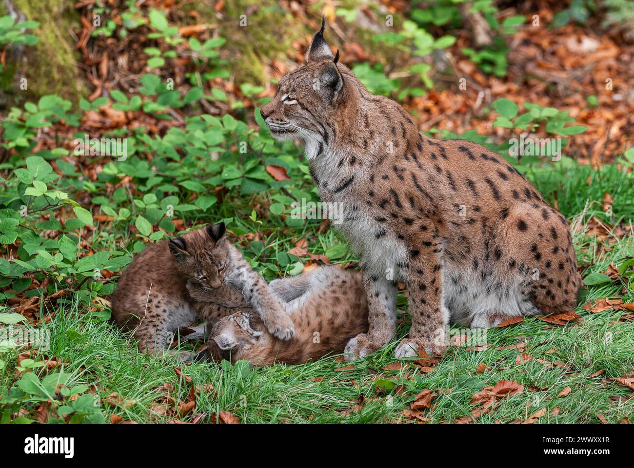 Eurasian lynx (Lynx lynx) female, mother and two cubs on the forest ...
