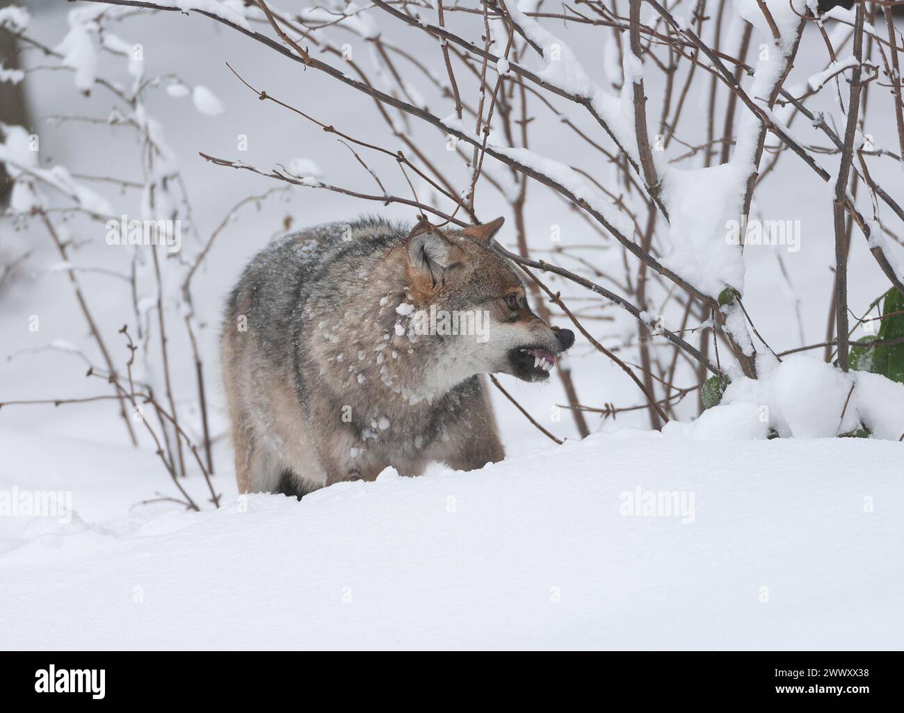 Wolf baring teeth hi-res stock photography and images - Alamy