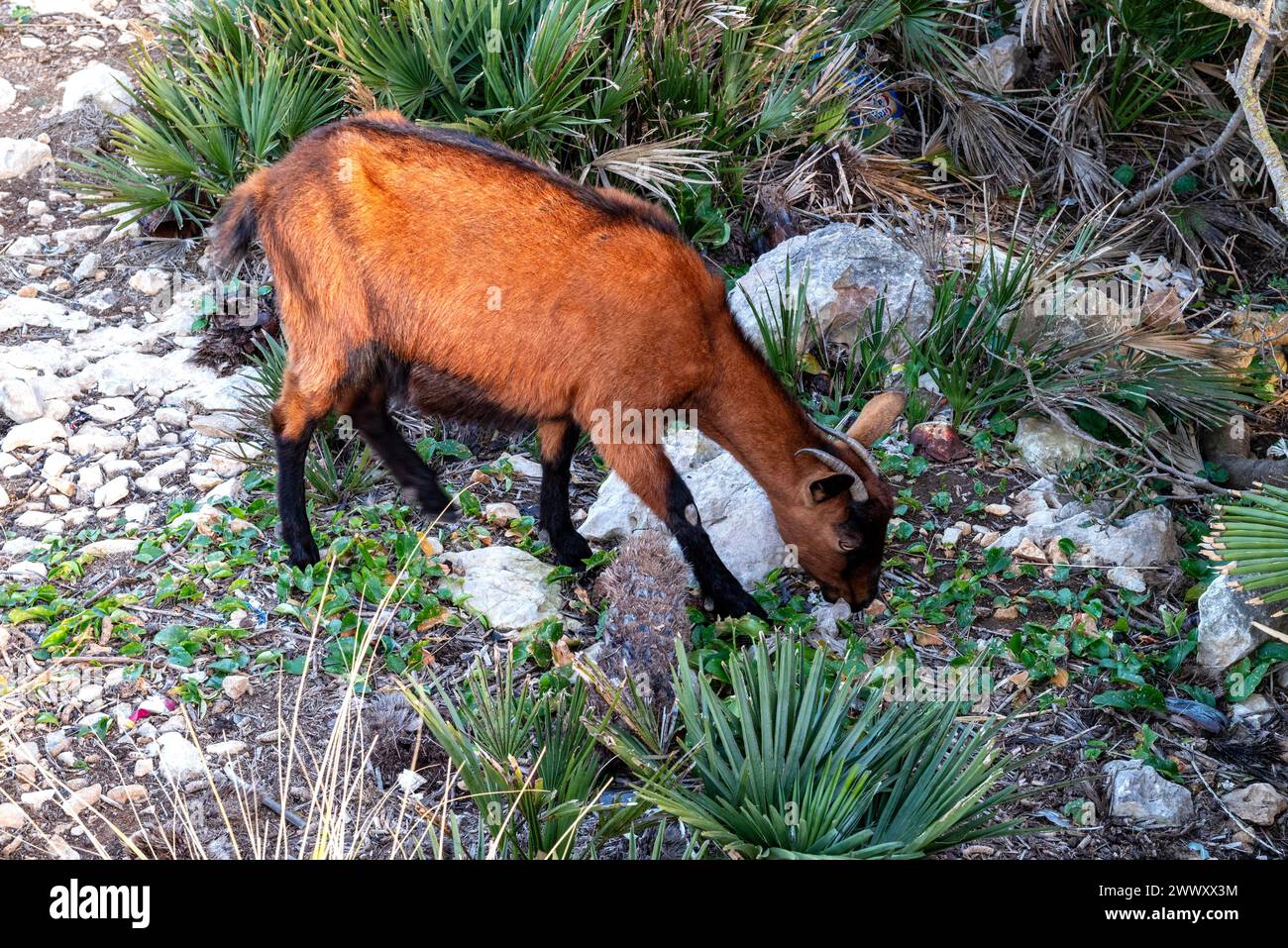 Tramuntana mountain range formentor pollenca port majorca hi-res stock ...