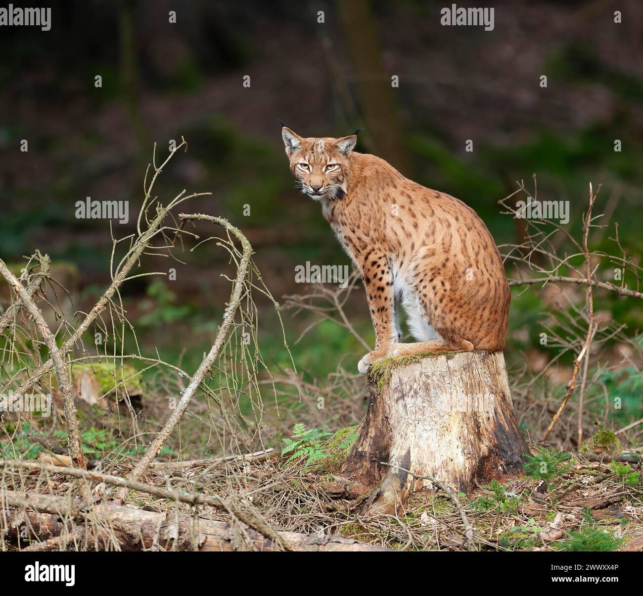 Eurasian lynx (Lynx lynx) sitting on a tree stump and looking ...