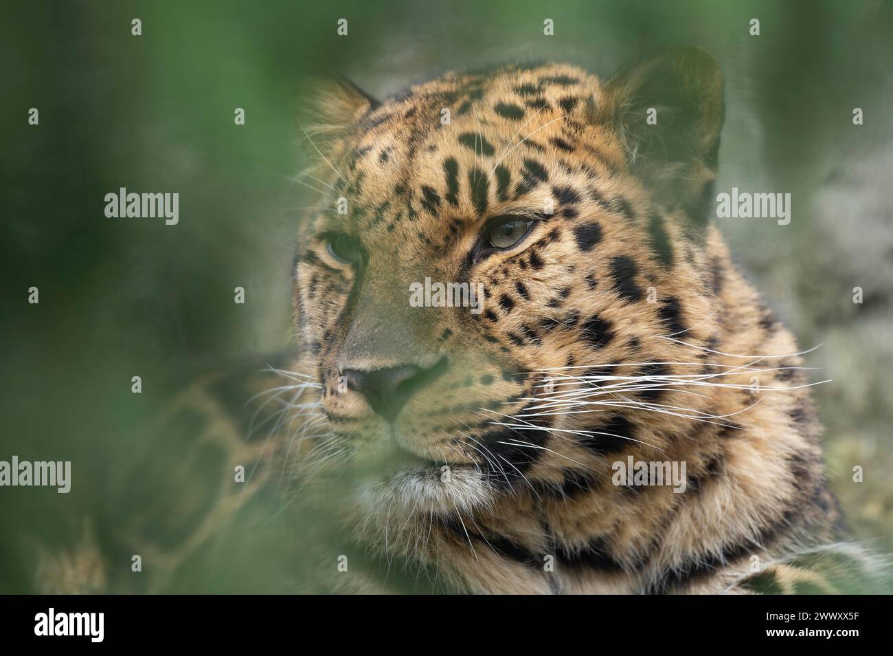 Amur leopard (Panthera pardus orientalis), portrait, occurring in the ...