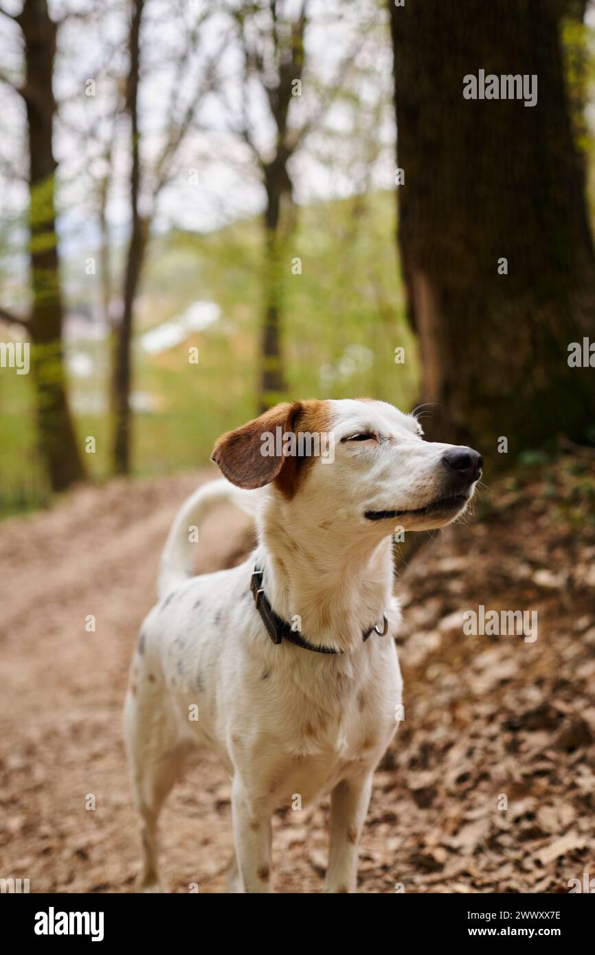 Image of relaxed peaceful cute white dog standing and resting in narrow ...