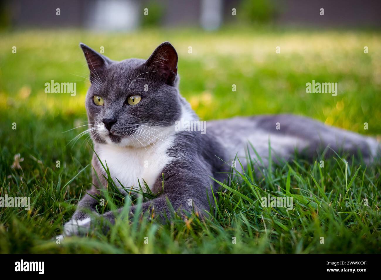 Gray and White Cat Laying in Grass Stock Photo - Alamy
