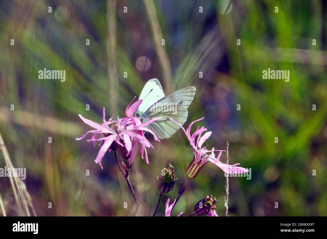 Green Veined White "Pieris napi" Butterfly on Ragged Robin flower ...