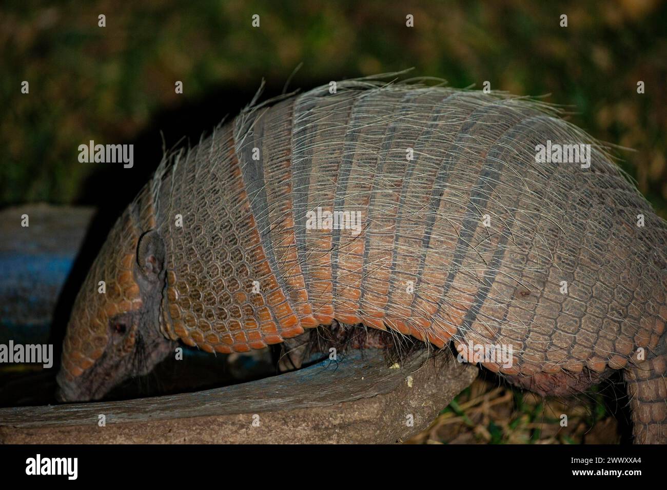 Giant armadillo (Priodontes maximus) Pantanal Brazil Stock Photo - Alamy