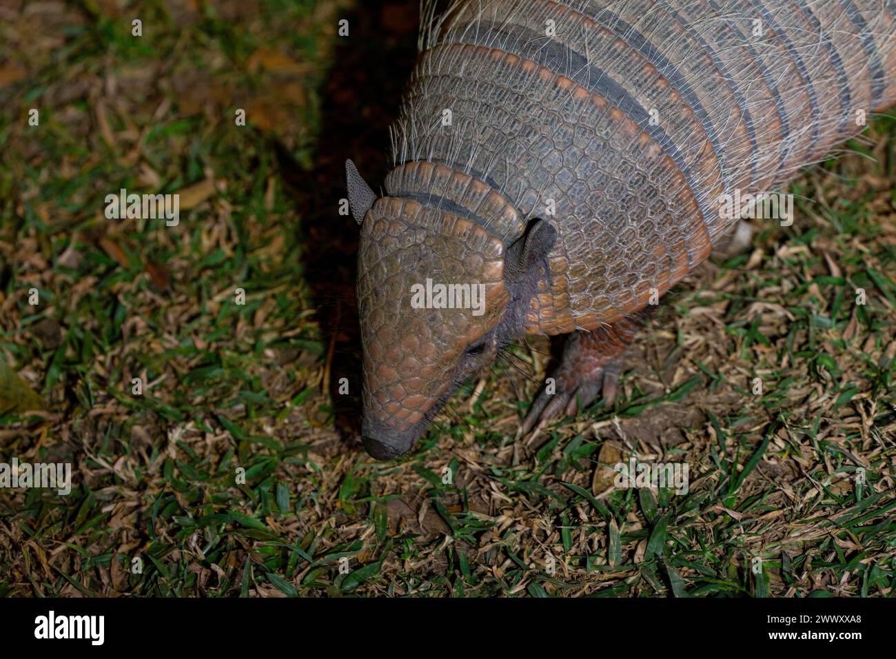 Giant armadillo (Priodontes maximus) Pantanal Brazil Stock Photo - Alamy
