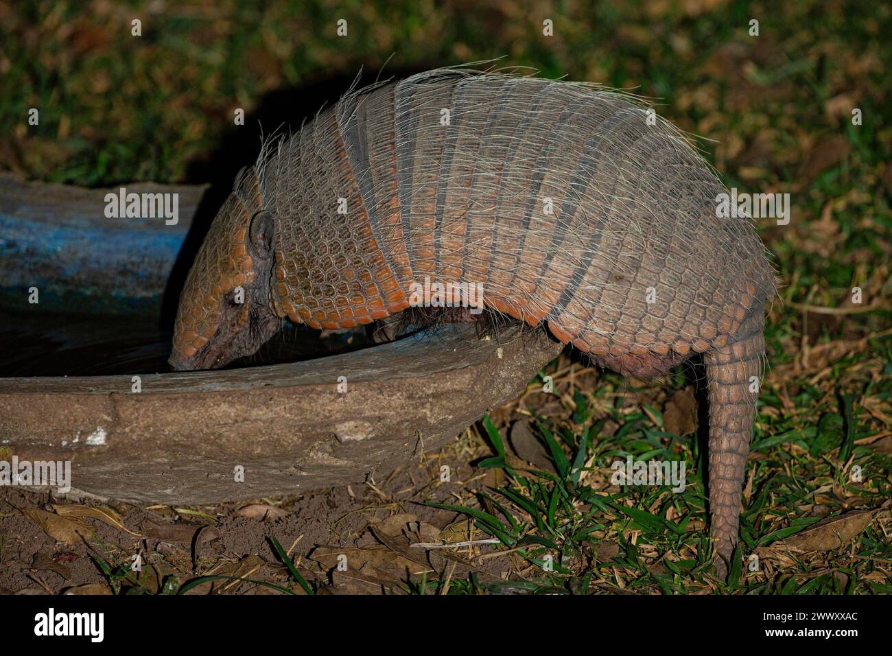 Giant armadillo (Priodontes maximus) Pantanal Brazil Stock Photo - Alamy