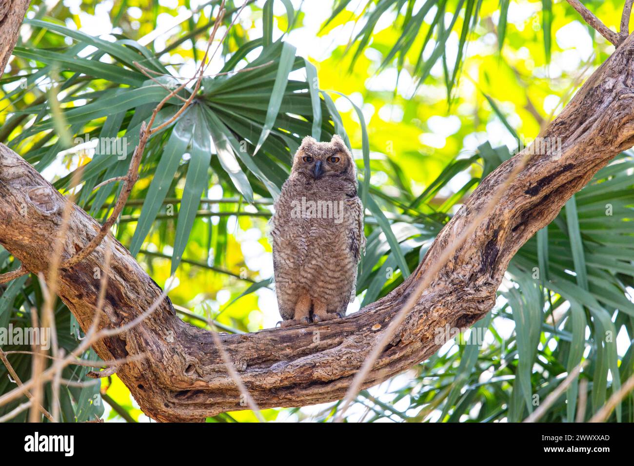 Virginia eagle owl (Bubo virginianus) Pantanal Brazil Stock Photo - Alamy