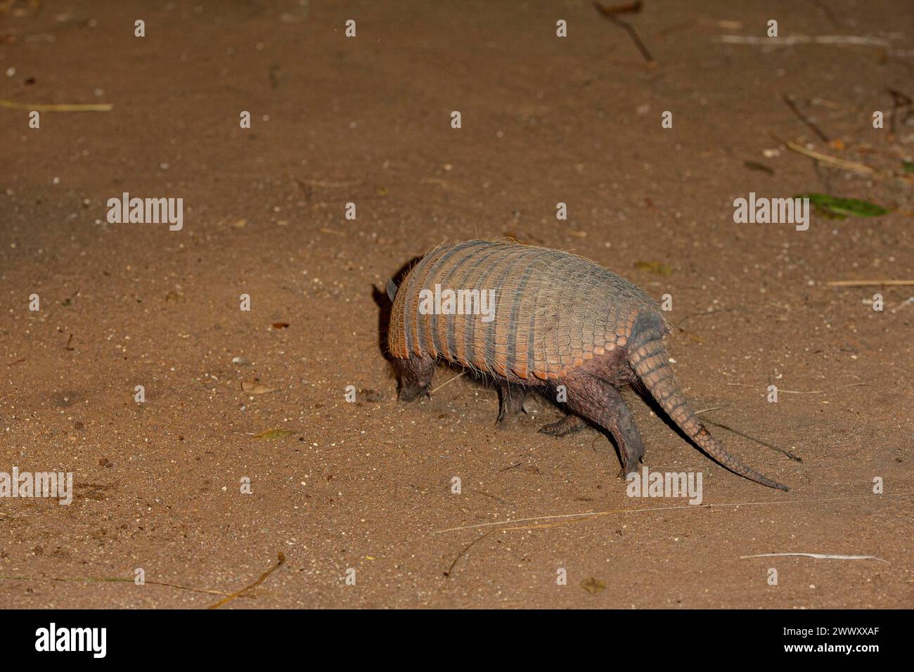 Giant armadillo animal hi-res stock photography and images - Alamy