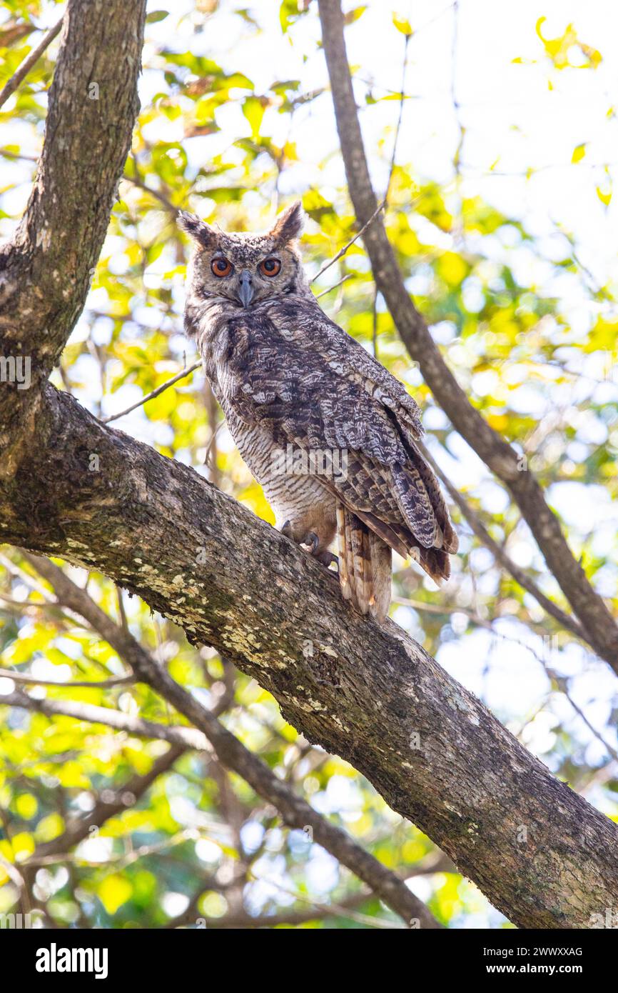 Virginia eagle owl (Bubo virginianus) Pantanal Brazil Stock Photo - Alamy