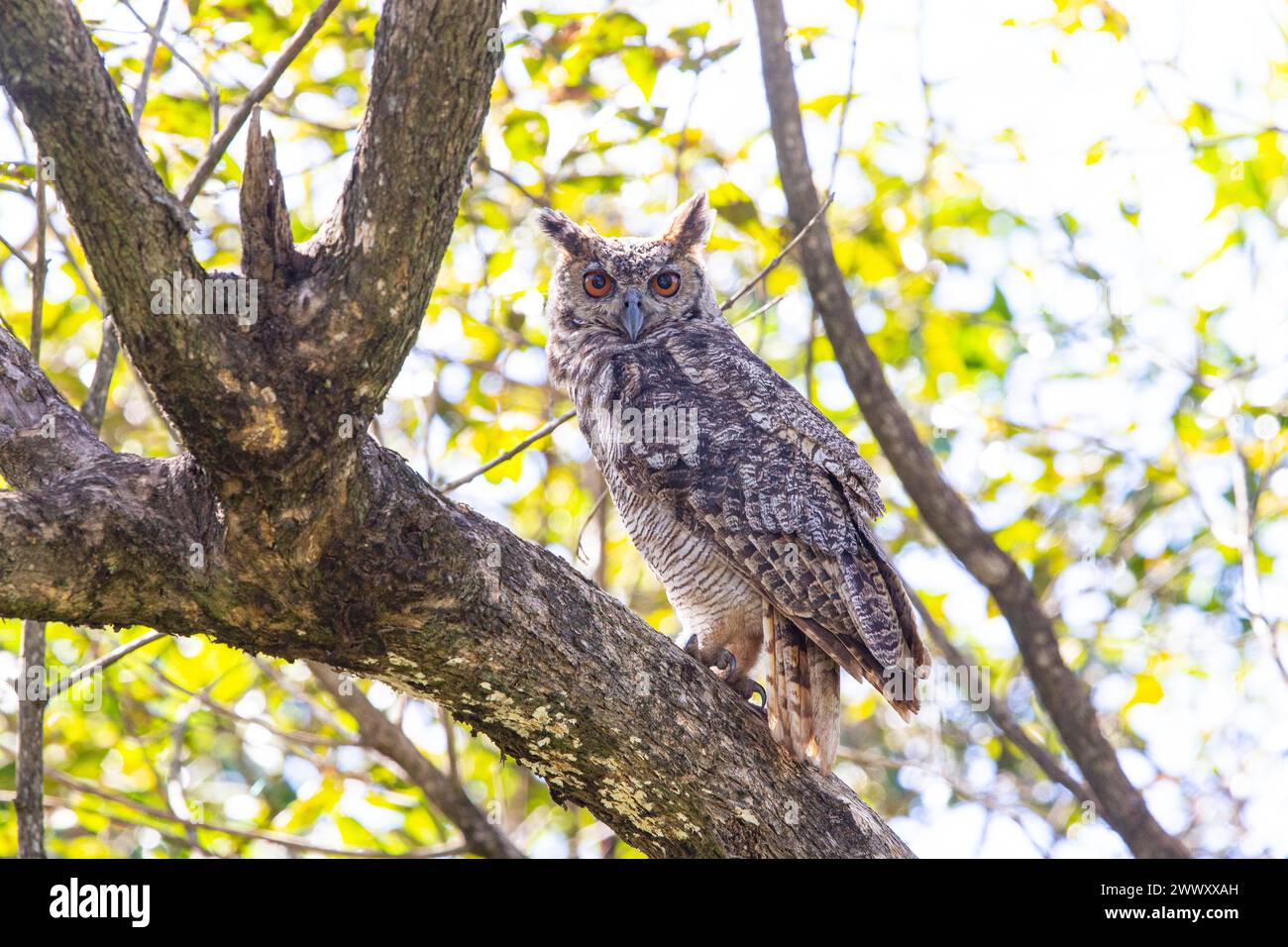 Virginia eagle owl (Bubo virginianus) Pantanal Brazil Stock Photo - Alamy
