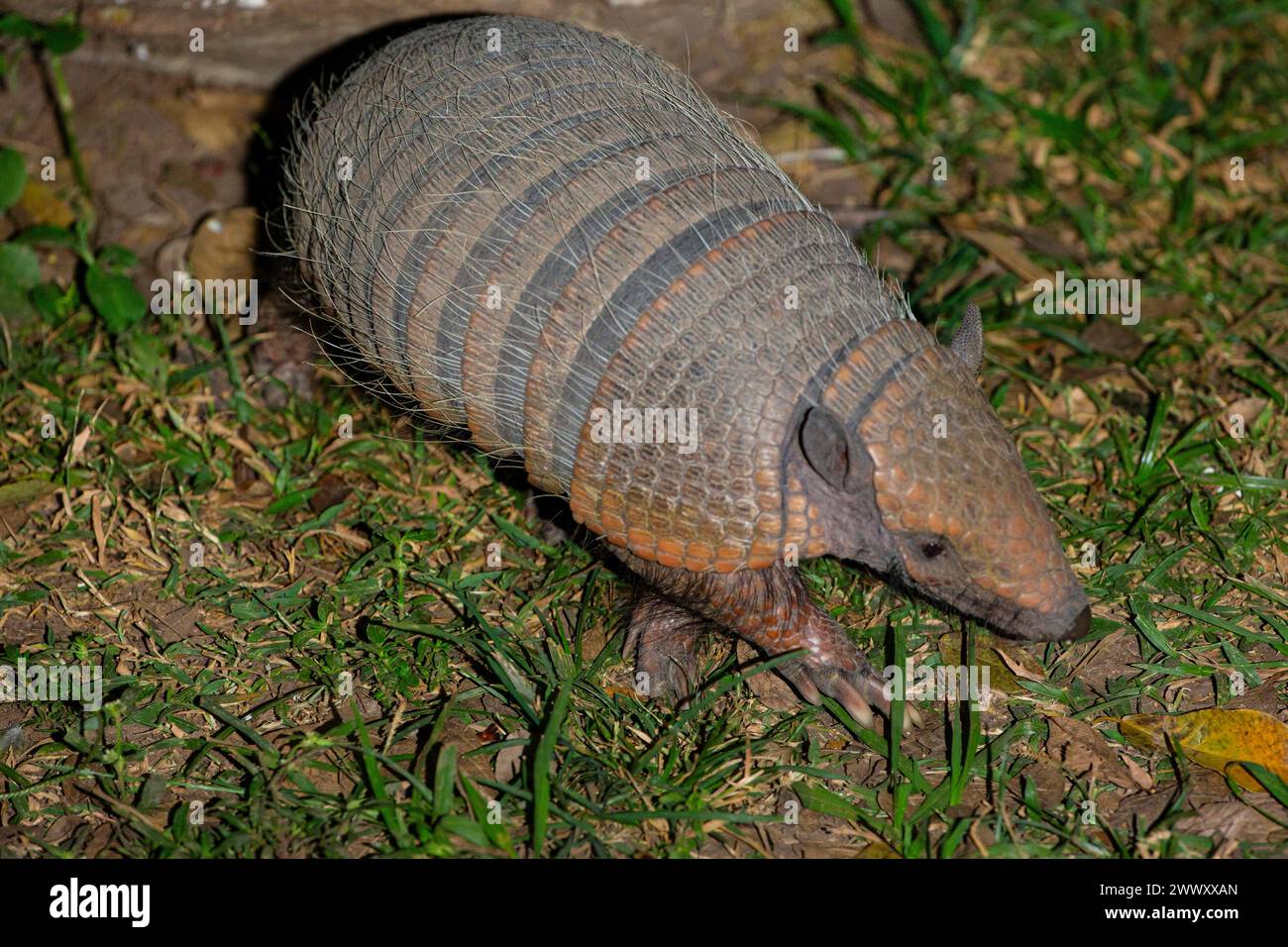 Giant armadillo (Priodontes maximus) Pantanal Brazil Stock Photo - Alamy