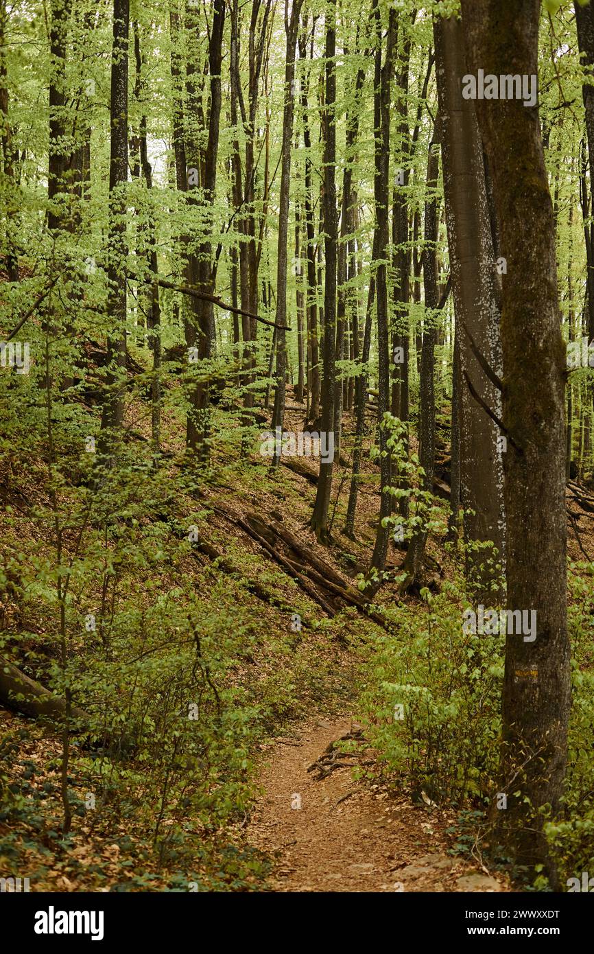 Narrow path in a green mountain forest, with moss and leaves on the ...