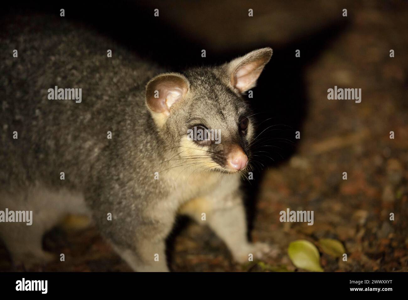 Common Brushtail Possum at night in Queensland, Australia Stock Photo ...
