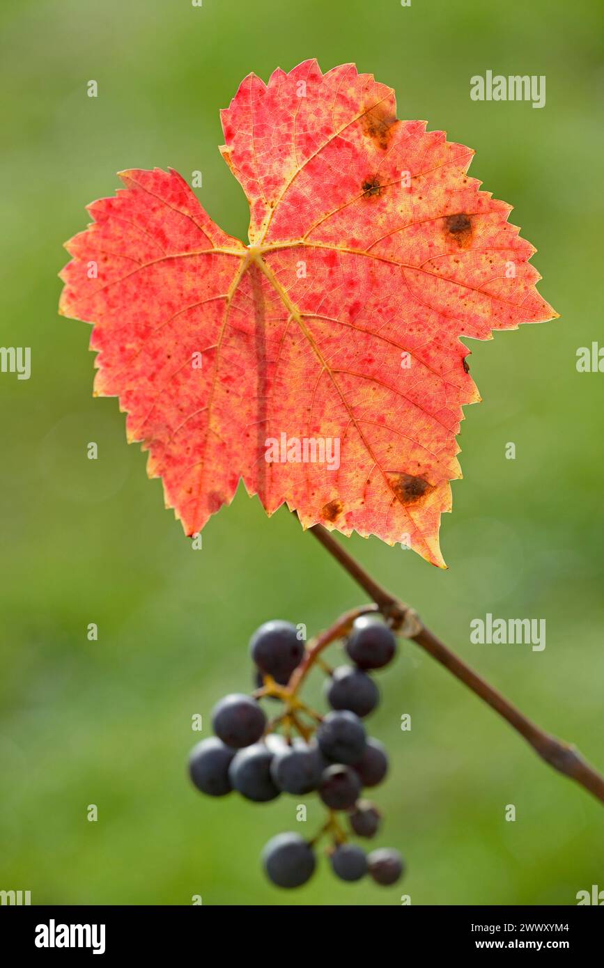 Vine dark hi-res stock photography and images - Alamy