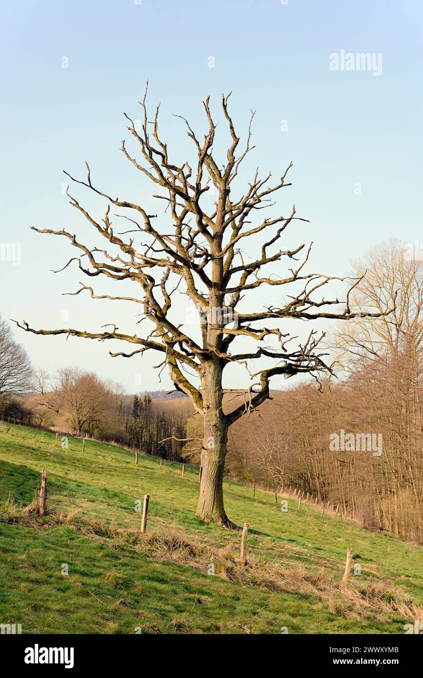 Stand dead hi-res stock photography and images - Alamy