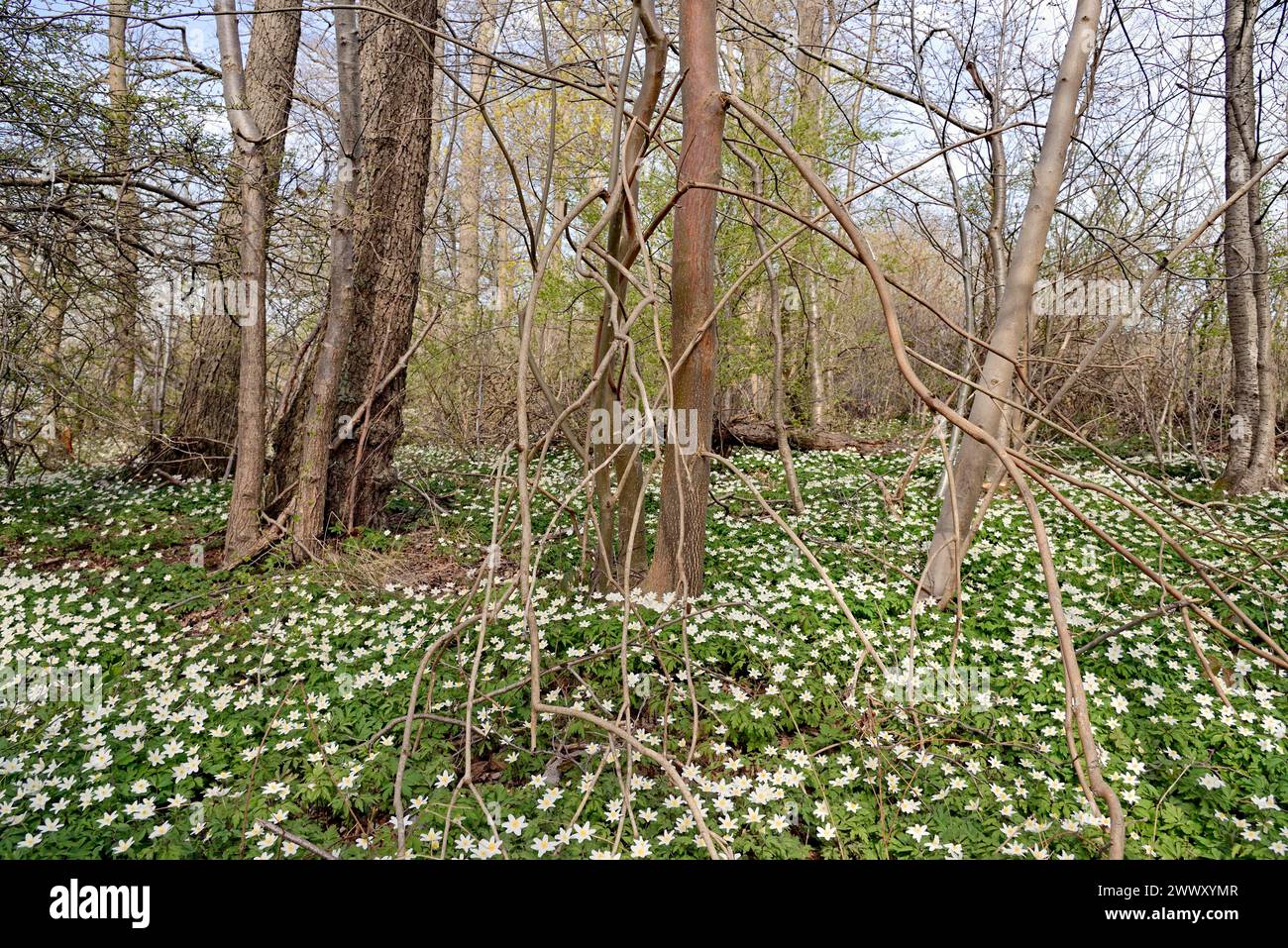 Wood anemone (Anemone nemorosa) blooming between deciduous trees, North ...